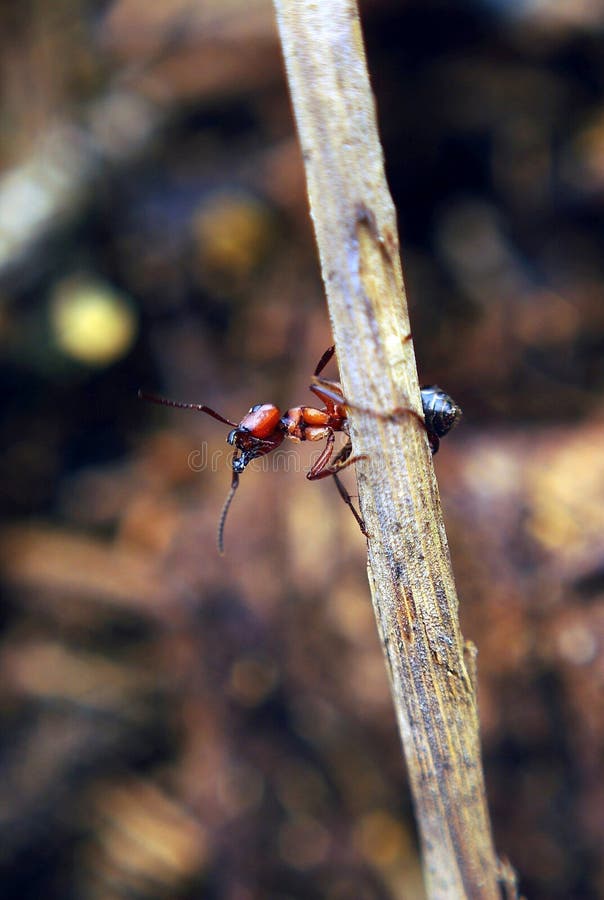 Ant watcher. stock image. Image of macro, formica, feeler - 13021533