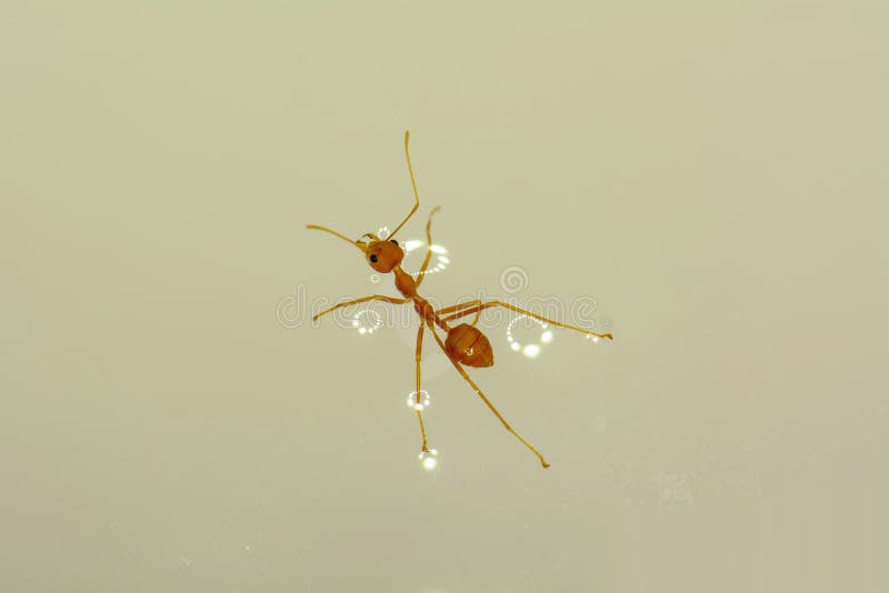 Ant Swim Stock Photos - Free & Royalty-Free Stock Photos from Dreamstime