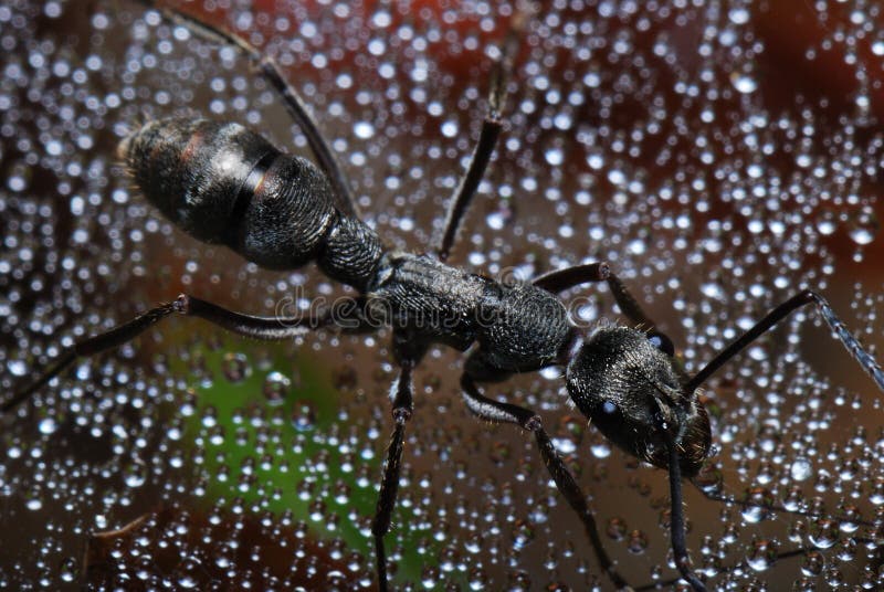 Ant on a Web stock photo. Image of dots, communicate - 14736212