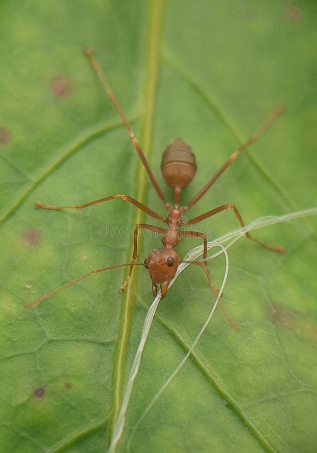 Ant with Web Spider stock photo. Image of spider, macro - 268022326