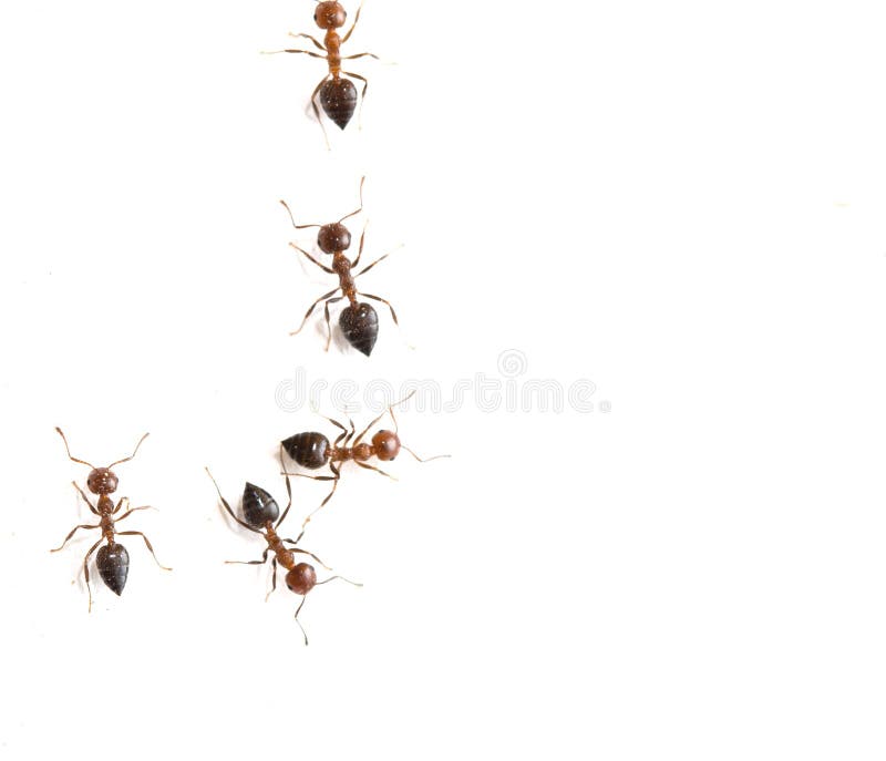 Marching Ants stock photo. Image of carpenter, group - 15089766
