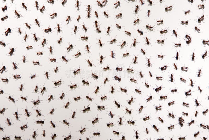 Ant on white paper stock photo. Image of macro, animal - 181503118
