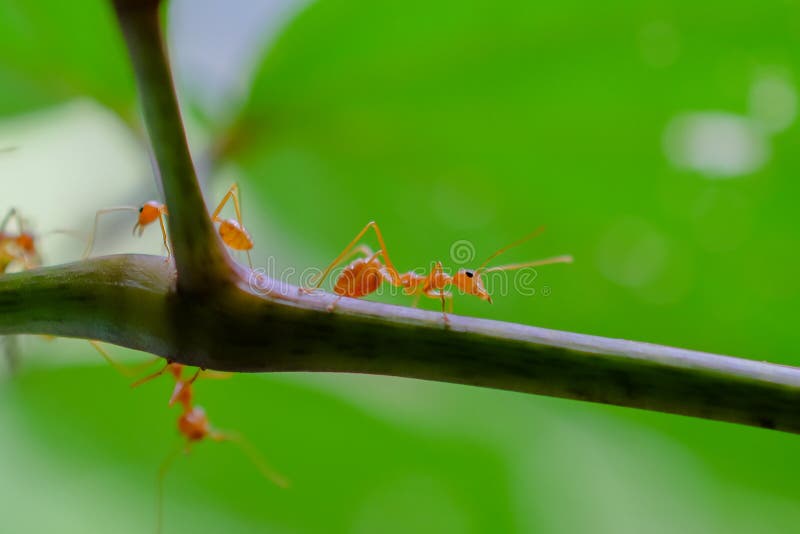 Ant Wildlife on Nature Background . Stock Photo - Image of infestation ...