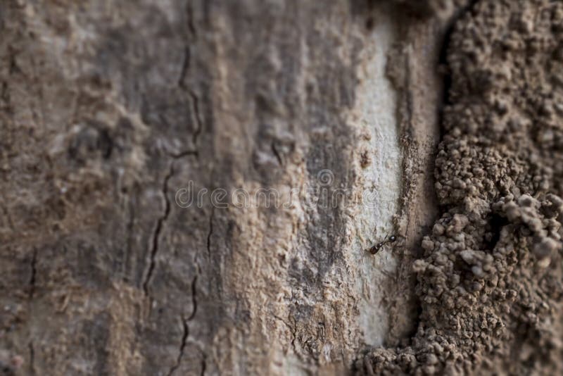 Ant Wildlife on Wood Texture Stock Image - Image of brown, wildlife ...
