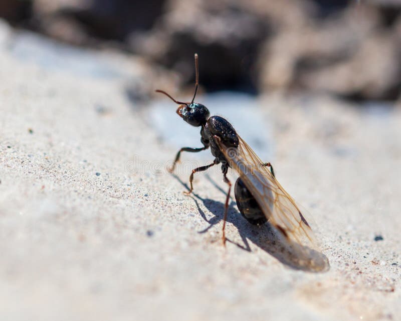 Ant with Wings on the Ground Stock Image - Image of macro, closeup ...