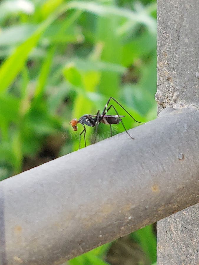 Ant with wings stock photo. Image of wildlife, animal - 362519354