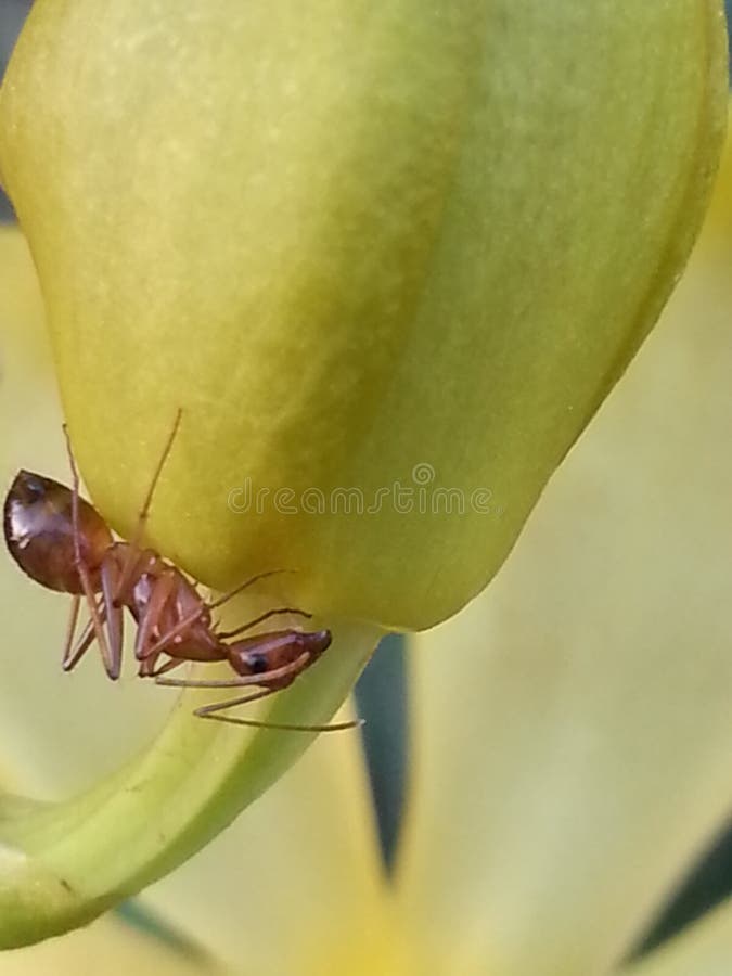 Ant stock image. Image of nature, cooperation, strong - 47155125