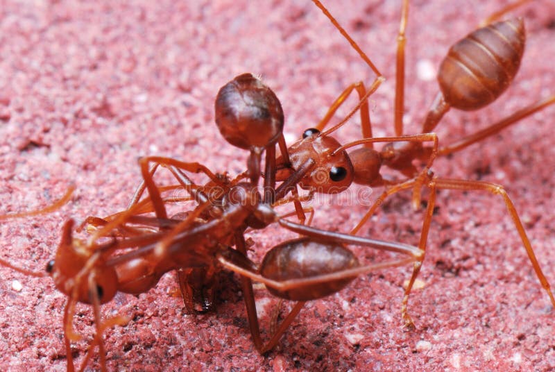 Red ants stock photo. Image of cooperation, wildlife, brown - 6627796