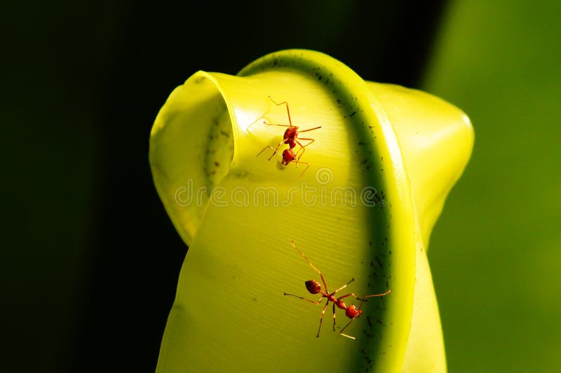 Ant worker stock photo. Image of nature, close, color - 80650960