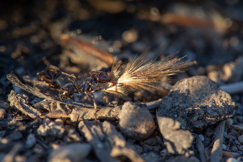 Ant Working and Carrying a Seed Stock Image - Image of macro, outdoor ...
