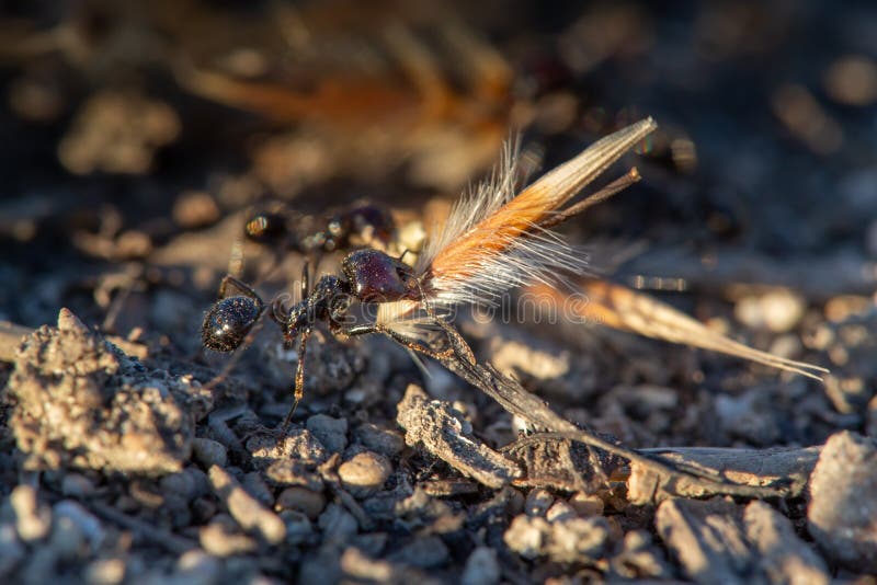 128 Animal Carrying Seed Stock Photos - Free & Royalty-Free Stock ...