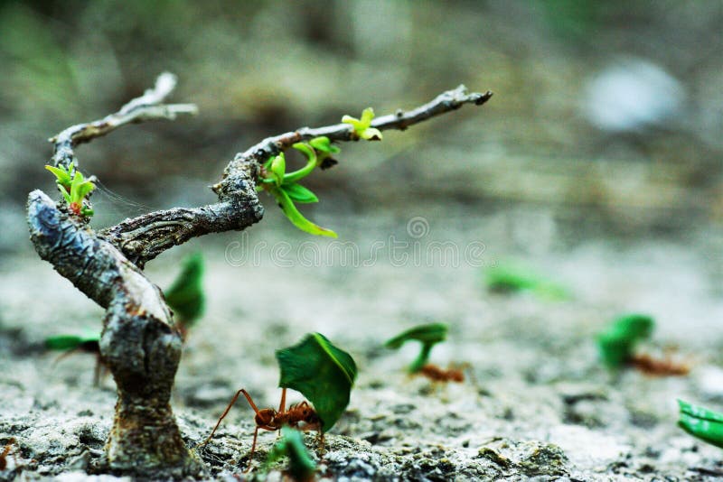 Ant Working in the Shadow of a Little Tree Stock Photo - Image of ...