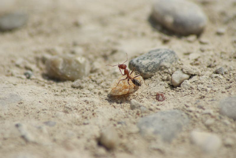 Ant in the Sand of Mediteranian Sea Stock Photo - Image of fleck, bread ...