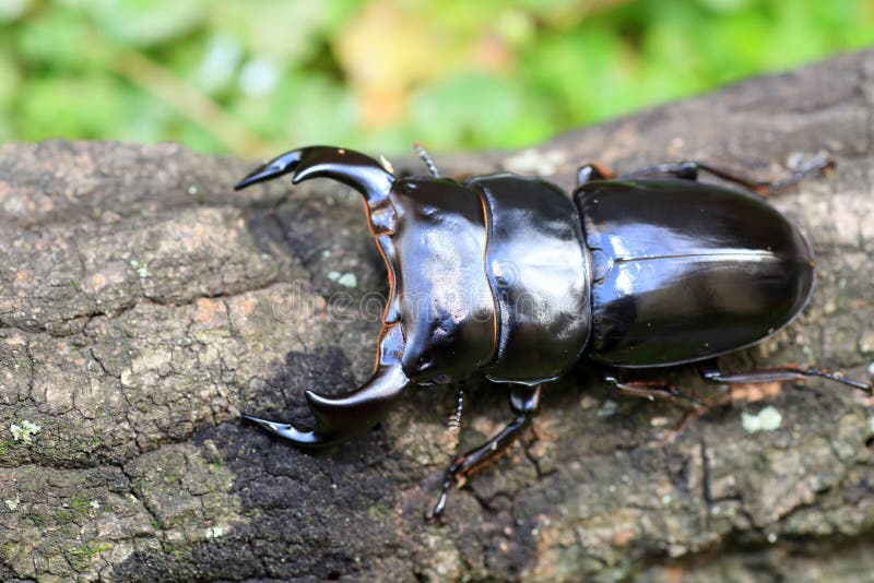 Antaeus stag beetle stock image. Image of himalaya, male - 75296263