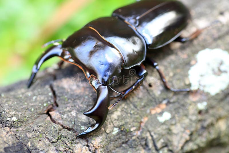 Antaeus stag beetle stock photo. Image of male, tropical - 75299102