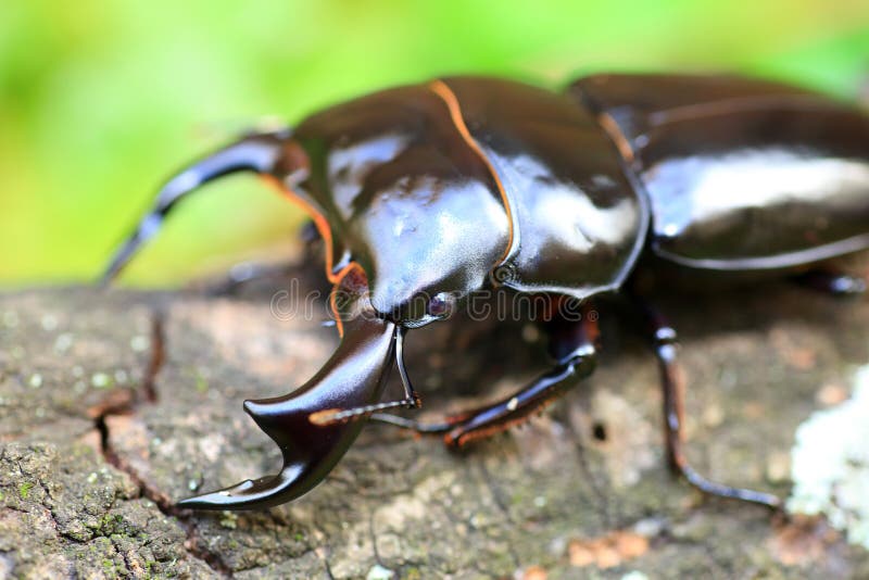 Antaeus stag beetle stock image. Image of animal, dorcus - 75311853