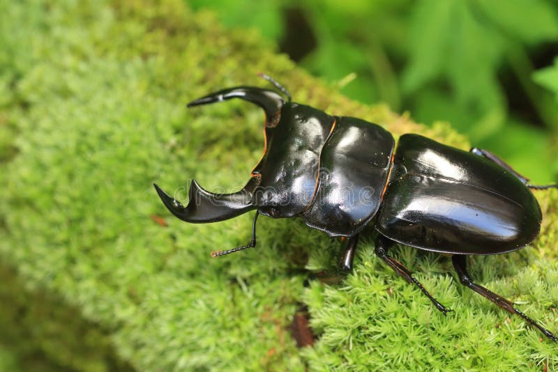 Antaeus stag beetle stock photo. Image of stag, summer - 77199802