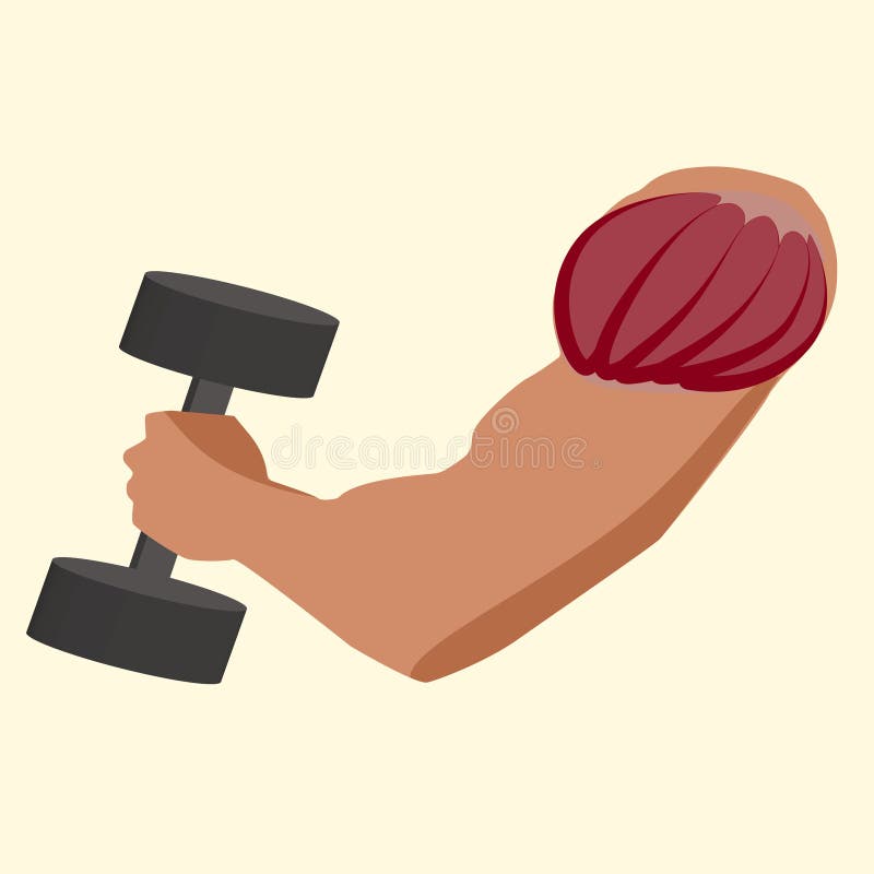 Antagonistic muscle stock vector. Illustration of anatomybody - 93035485