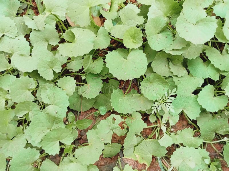 Antanan Plants Can Also Be Used As Herbal Medicine Stock Photo - Image ...