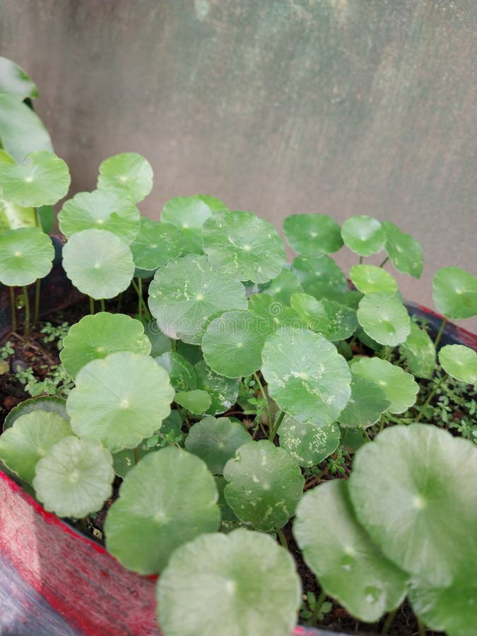 Antanan is a Wild Plant that Grows a Lot in Plantations, Fields. Stock ...