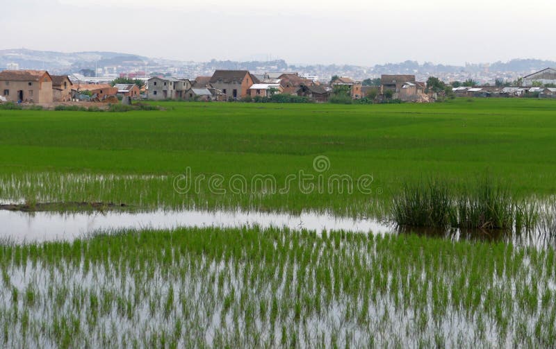 ANTANANARIVO, MADAGASCAR. NOVEMBER 24TH 2016: Rice Fields in Mad ...