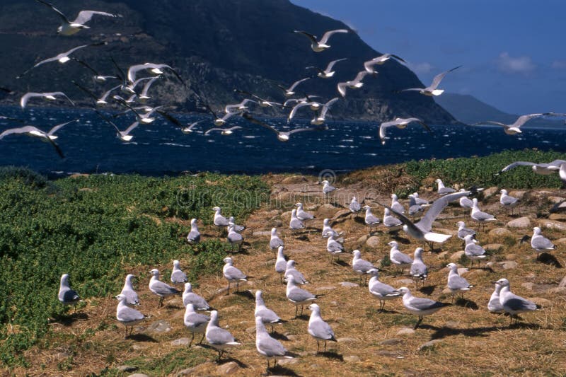Antarctic Fulmar stock photo. Image of fulmar, glacialoides - 37676232