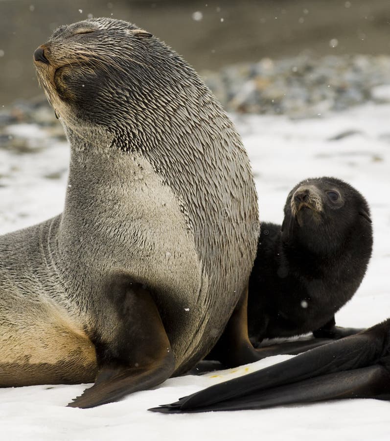 Antarctic Fur Seal and Pup stock image. Image of parenting - 13007955