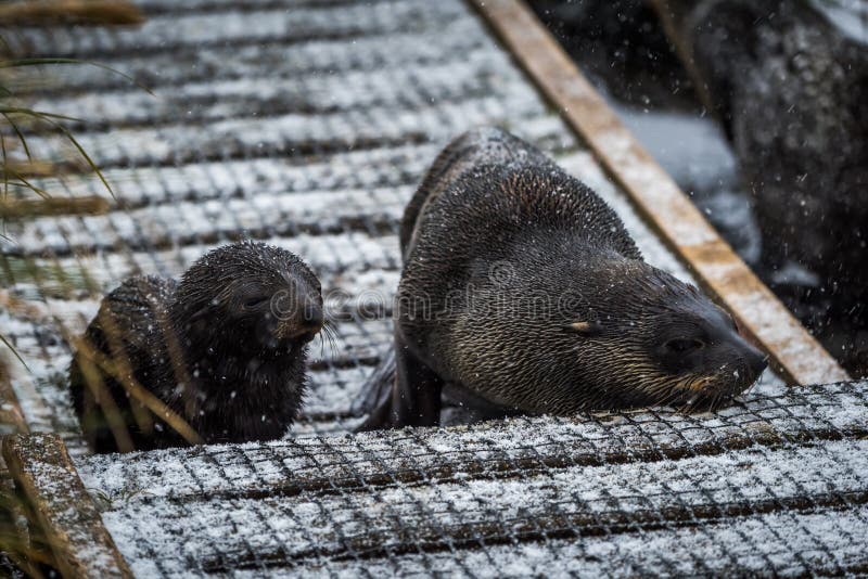 Antarctic Fur Seal and Pup in Snow Stock Photo - Image of arctocephalus ...