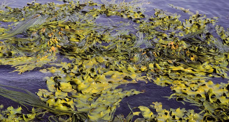 Antarctic kelp stock photo. Image of southern, marine - 39851858