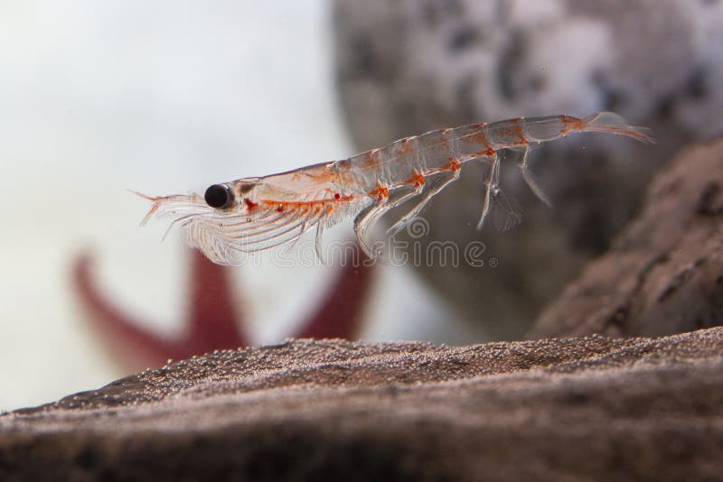 Antarctic Krill, Which Floats in the Water Near the Stock Image - Image ...