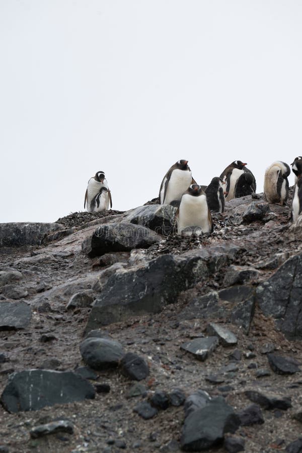 136 Antarctic Penguin Wind Stock Photos - Free & Royalty-Free Stock ...