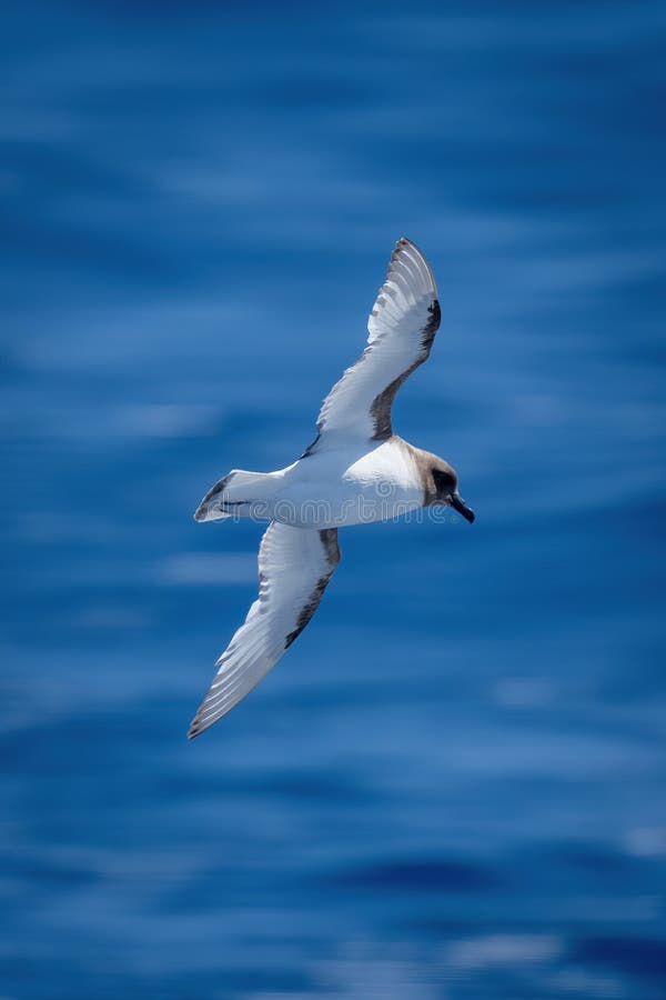 Antarctic Petrel Sitting on the Water between the Ice Stock Photo ...