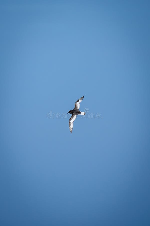 Antarctic Petrel Banks in Perfect Blue Sky Stock Image - Image of ...