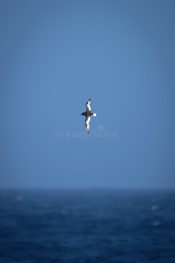 Antarctic Petrel in Profile with Tucked Wings Stock Image - Image of ...