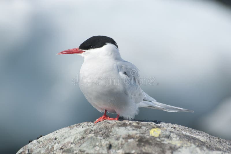 Antarctic Tern. stock image. Image of spring, birds, winter - 23893637