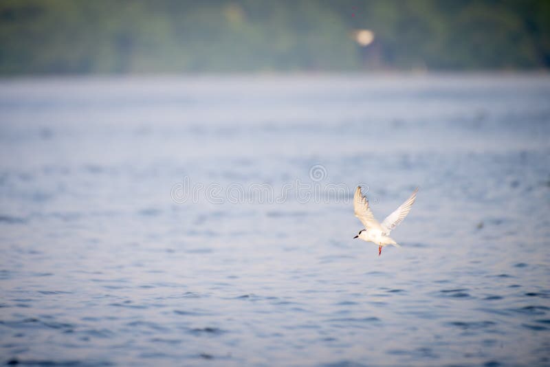 Antarctic Tern Flies Over Water in Sunshine Stock Photo - Image of ...