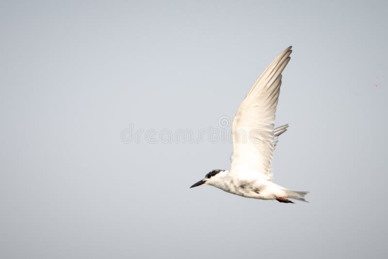 Antarctic Tern Flies Over Water in Sunshine Stock Photo - Image of ...