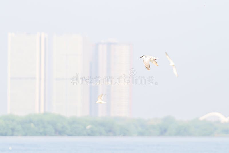 Antarctic Tern Flies Over Water in Sunshine Stock Photo - Image of ...