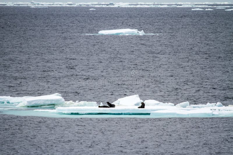 Antarctica - Floating Ice - Global Warming Stock Image - Image of ocean ...