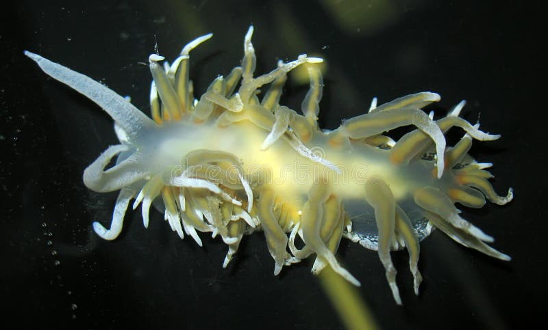 Antarctisch weekdier stock foto. Image of pool, antarctisch - 2553254