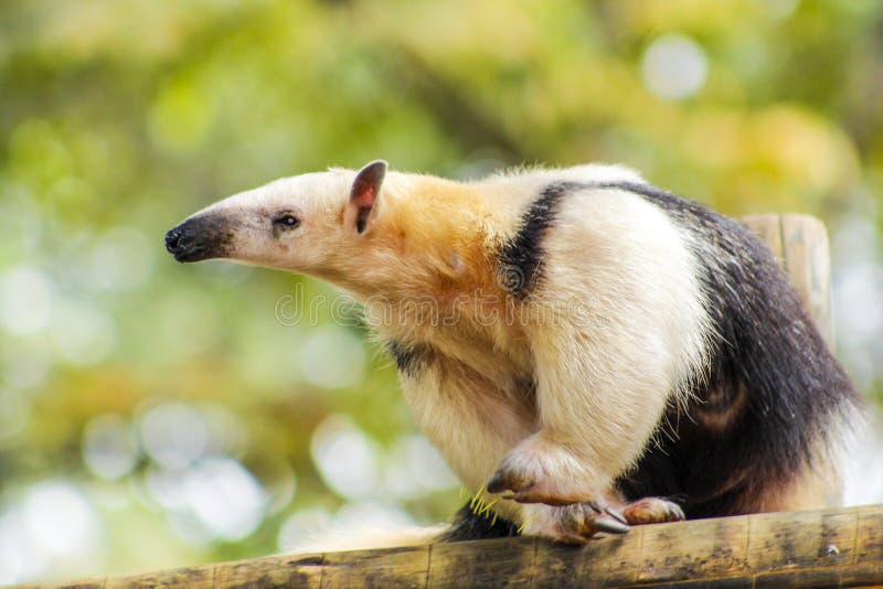 Anteater Picture. Image: 114751211