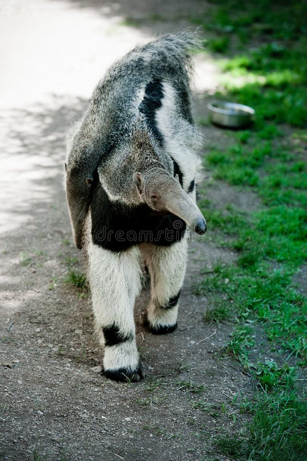 Ant-eater in the nature stock photo. Image of wildlife - 157699862