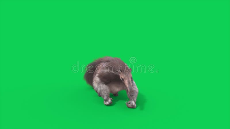 Anteater Green Screen Attaks Loop Front 3D Animations Rendering Animals ...