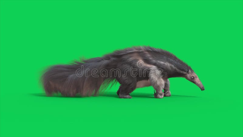 Anteater Green Screen Die 3D Animations Rendering Animals 4K Stock ...