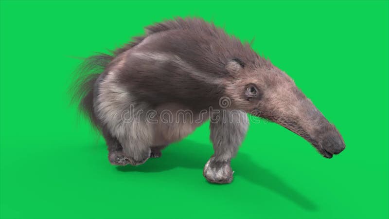 Anteater Green Screen Walkcycle Loop Front 3D Animations Rendering ...