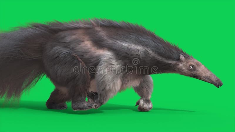 Anteater Green Screen Walks Side 3D Animations Rendering Animals 4K ...