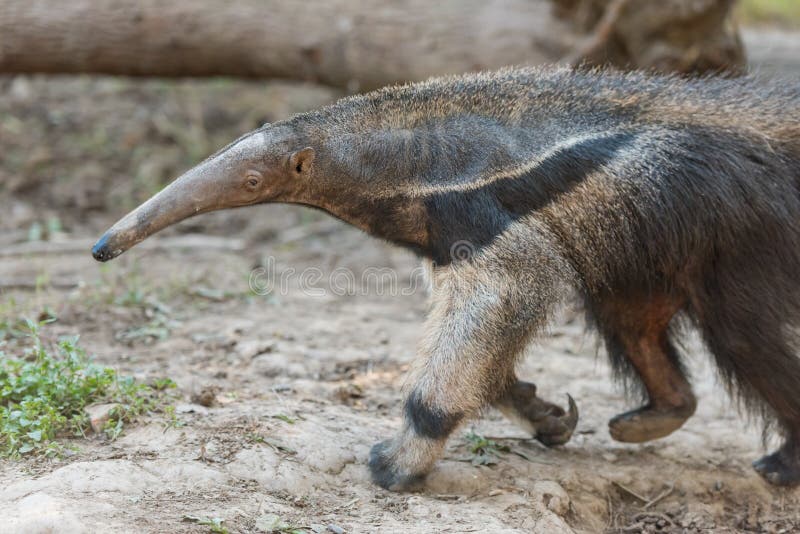 Giant Anteater stock photo. Image of brown, latin, giant - 22536232