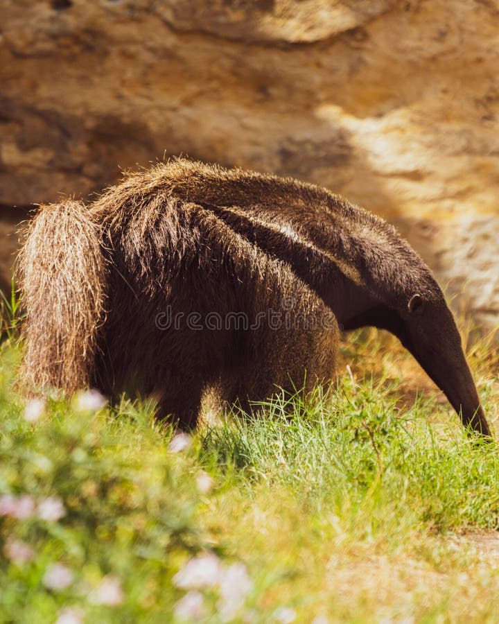Anteater standing in field stock photo. Image of nose - 263500470
