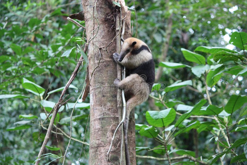 Tamandua (Anteater) stock photo. Image of animal, anteater - 50058