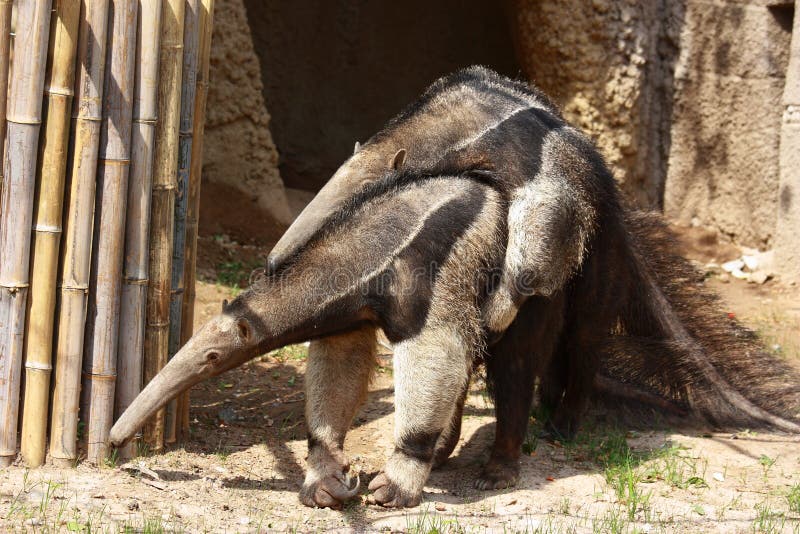 Anteaters mating stock photo. Image of copulate, copulation - 19518620
